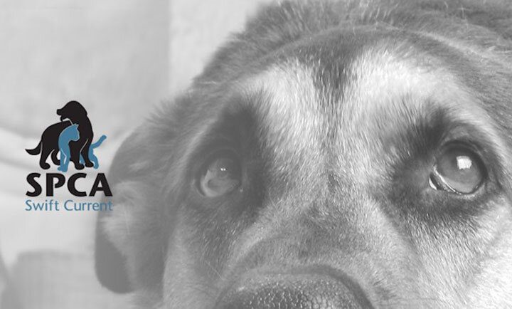 Swift Current SPCA Offers Hope to Pets In Need - Overtime Studios